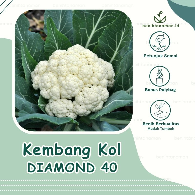 Jual 20 Biji - Benih Kembang Kol F1 DIAMOND 40, tahan Panas | Shopee ...