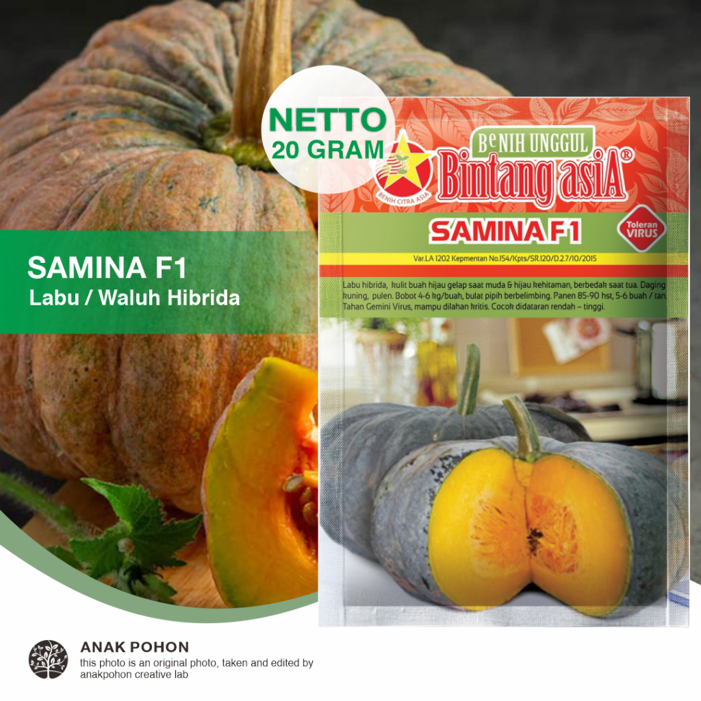 Jual (1 PACK) Benih Labu SAMINA F1 Hibrida Labu Parang Kuning Pulen ...