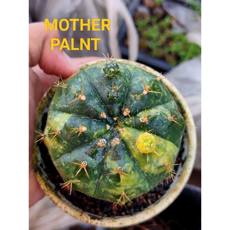 Jual DAMSI VARIGATA//KAKTUS//GYMNOCALYCIUM//MIHANOVICHI//MIHA VARIGATA ...
