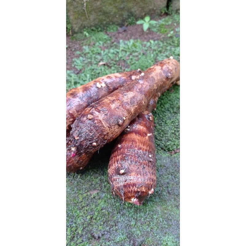 Jual Talas segar 1kg/sikimpul/kimpul segar/talas/1kg | Shopee Indonesia