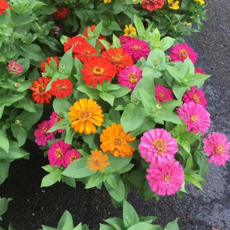 Jual Tanaman Hias Bunga Zinnia (Zinnia violacea) / Bunga Kertas ...