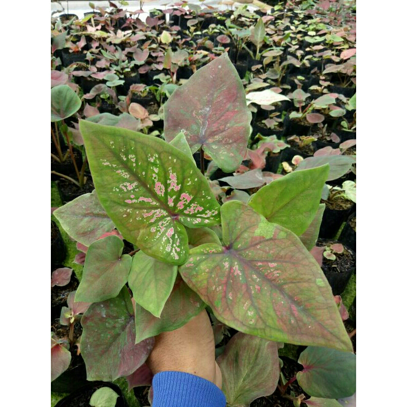 Jual Caladium/Keladi Hybrid | Shopee Indonesia