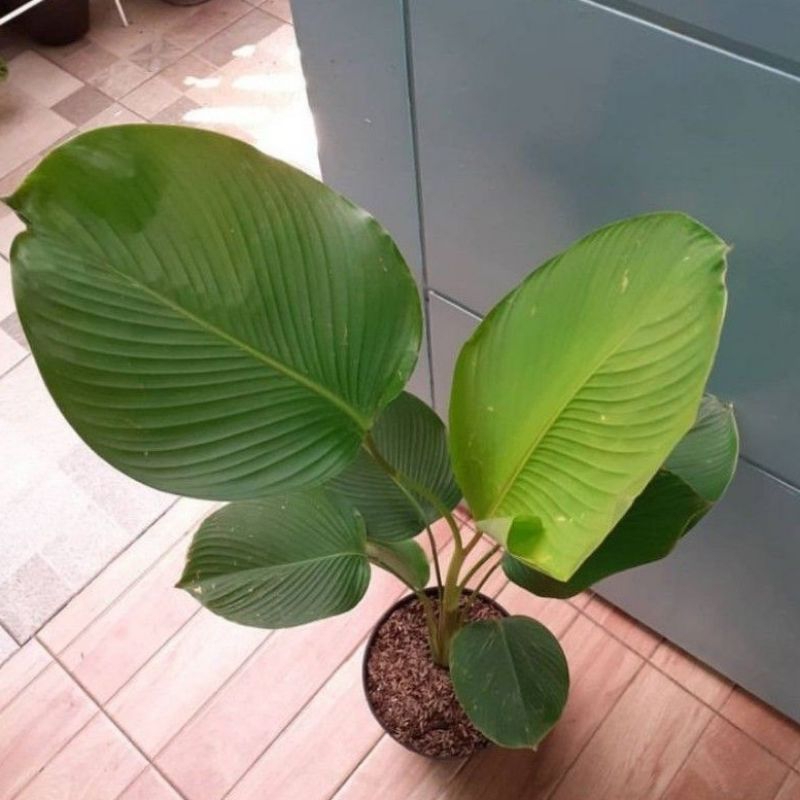 Jual Tanaman Hias Calathea Pisang Pohon Calathea Indoor Tanaman