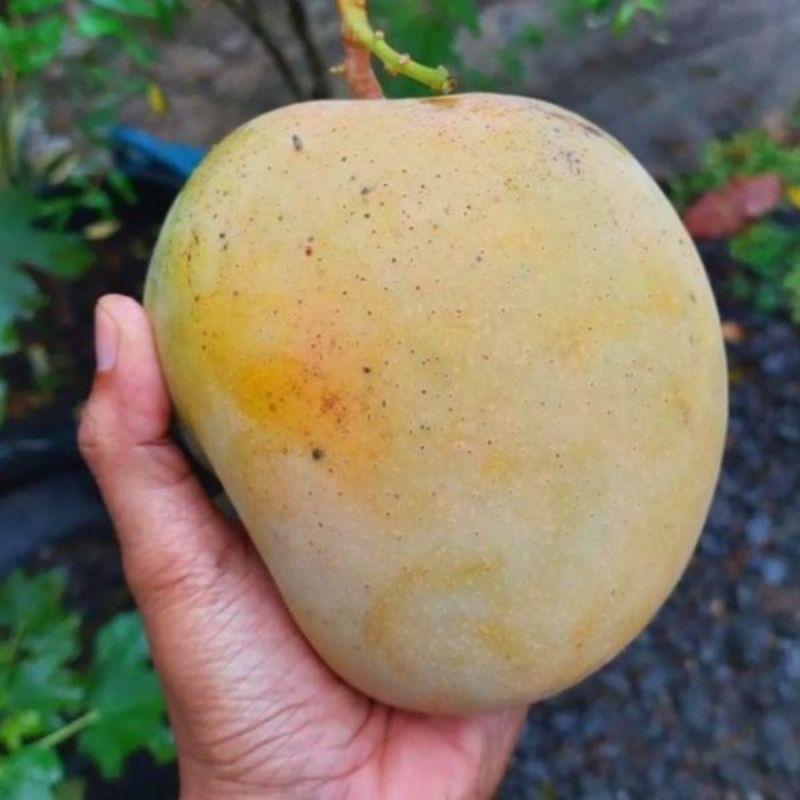 Jual MANGGA UDANG / MANGGA PARAPAT | jaminan cepat berbuah | Bibit ...