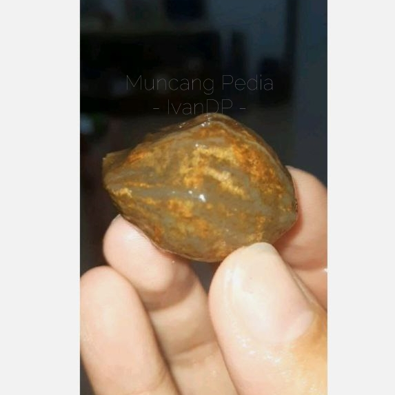 Jual Kemiri / Muncang Adu Tower Suyud MucangPedia IvanDp | Shopee Indonesia