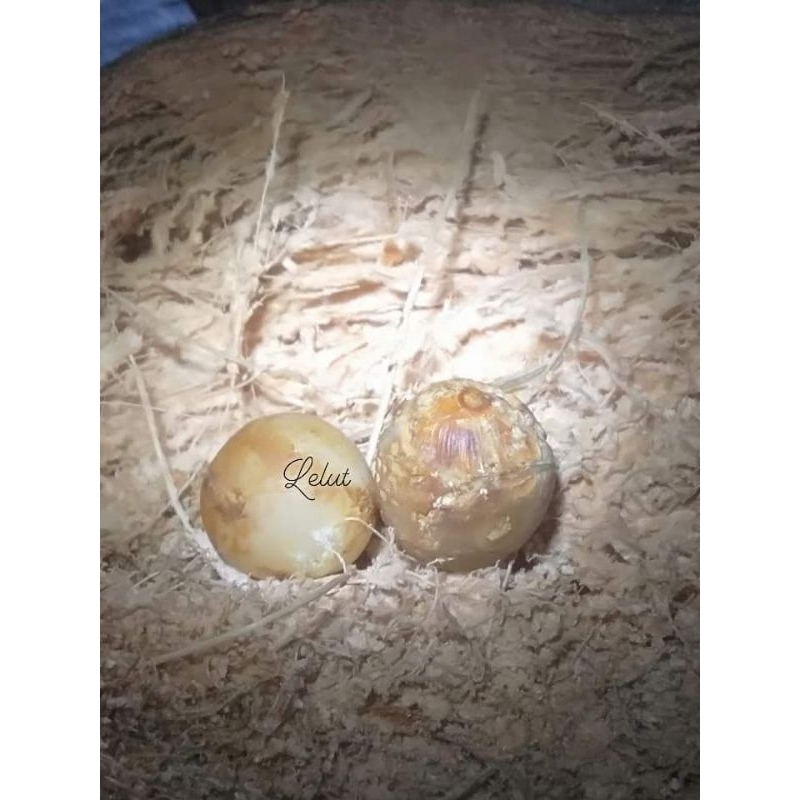 Jual sepasang kentos kelapa asli | Shopee Indonesia