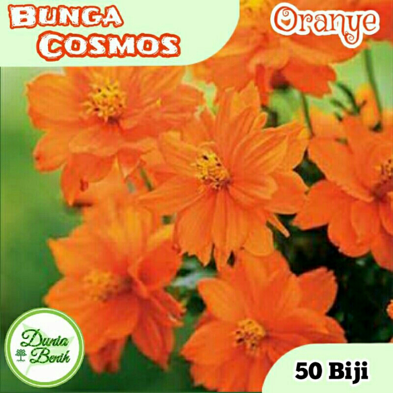 Jual 50 Biji Benih Bunga Cosmos Oranye Berkualitas | Shopee Indonesia