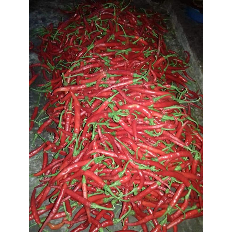 Jual cabe cabai keriting merah 100 gram | Shopee Indonesia
