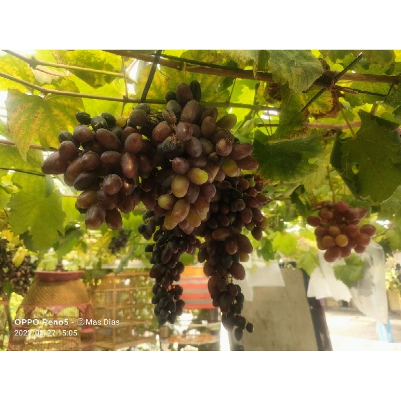 Jual Bibit Anggur Gozv | Shopee Indonesia
