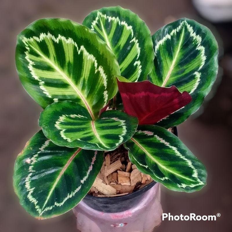 Jual { BISA COD } tanaman hias calathea pohon calathea hias indoor ...