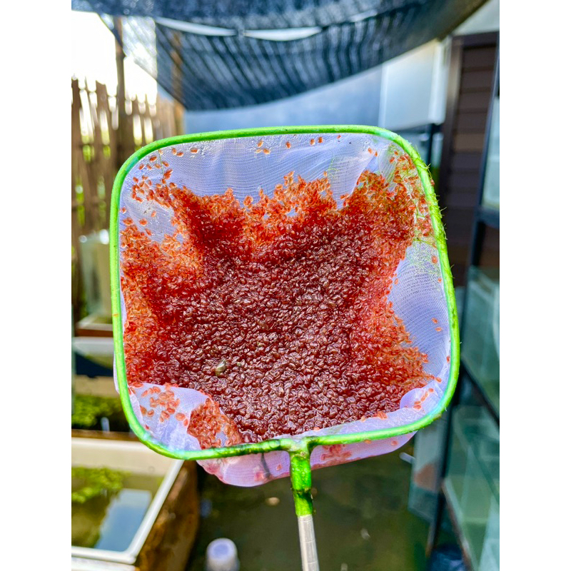 Jual Makanan Ikan/ Kutu Air Raksasa Daphnia Magna Pakan Ikan Hias ( 100 ...