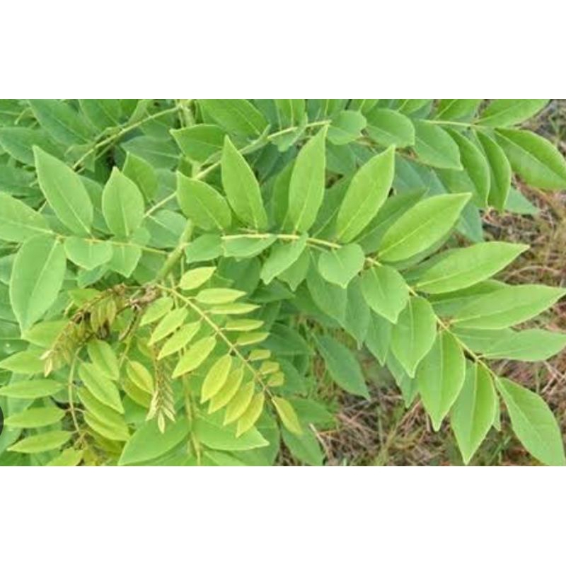 Jual Daun reside /daun Gamal /stek batang 20 pcs/bahan ecoprint/herbal ...