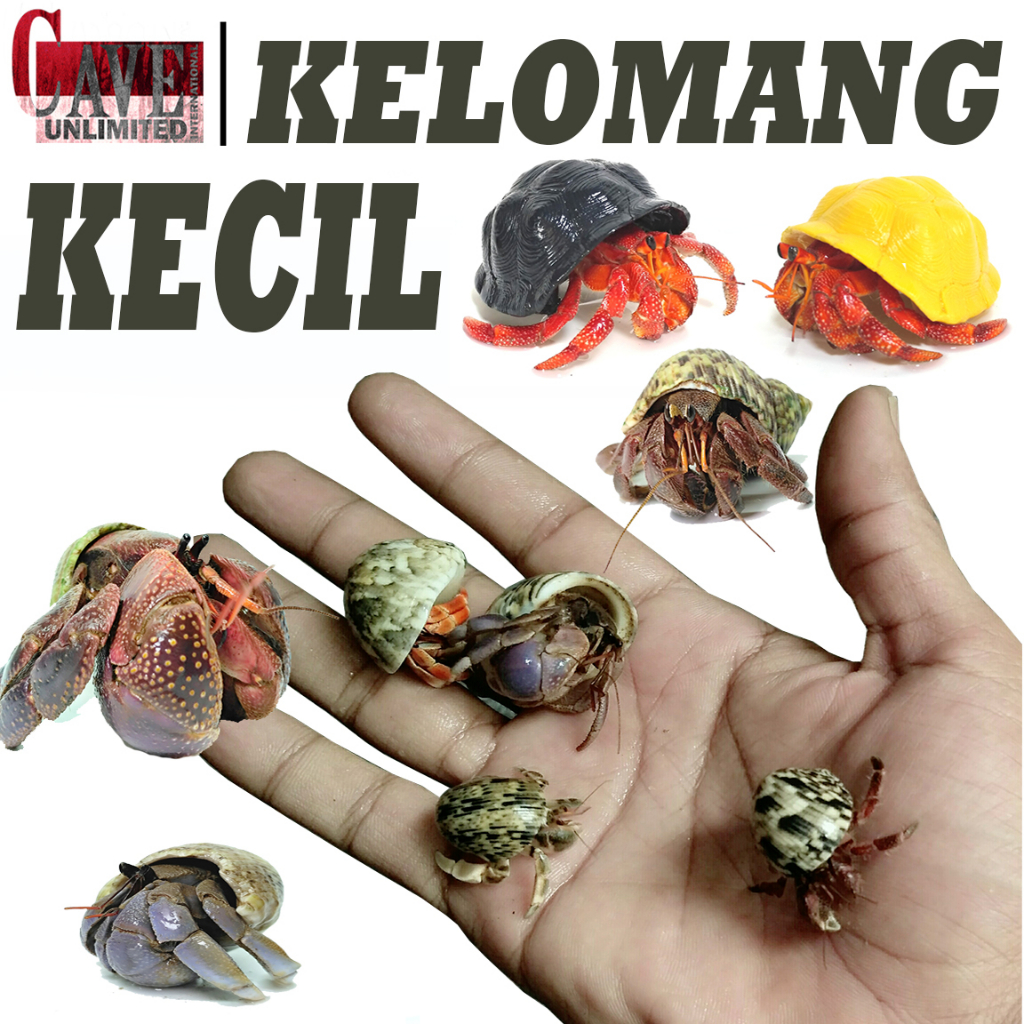 Jual Makanan pelet pakan instan makan kelomang umang hermit crab keong ...