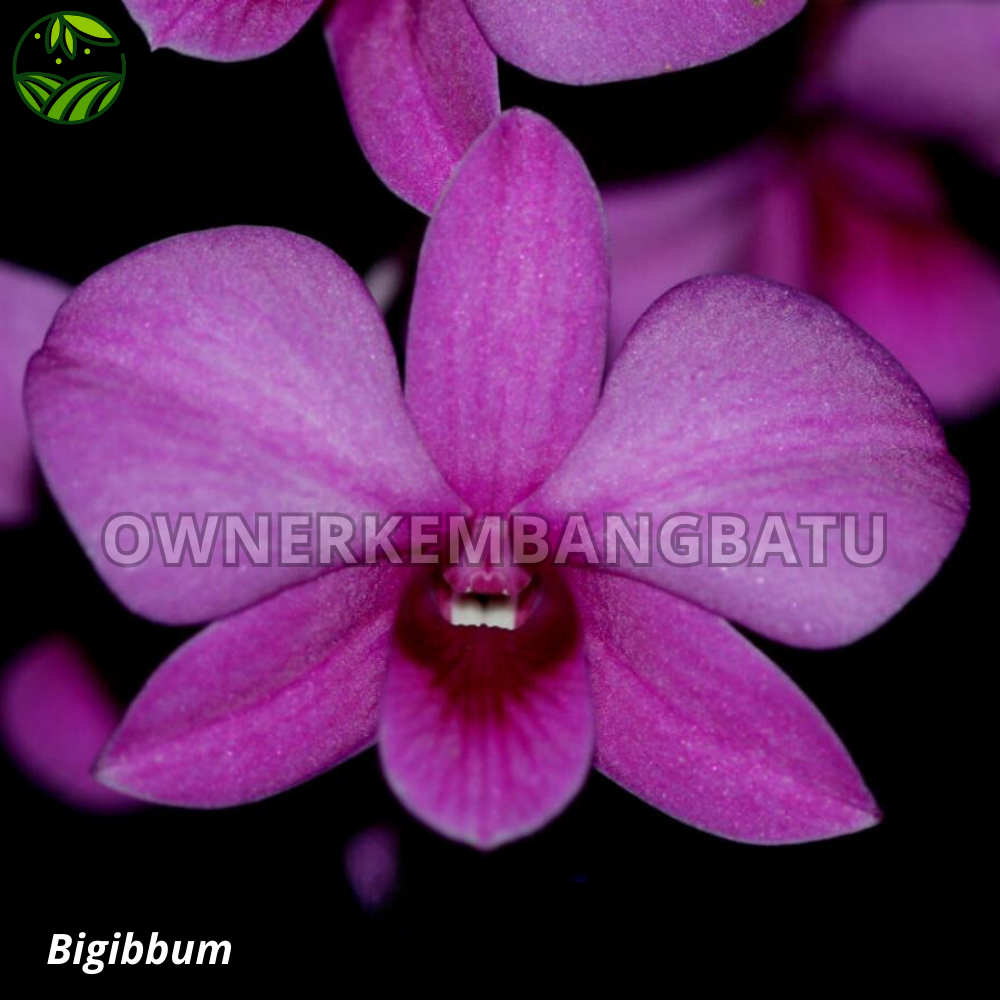 Jual DENDROBIUM BULAT HYBRID REMAJA RASA DEWASA | Shopee Indonesia