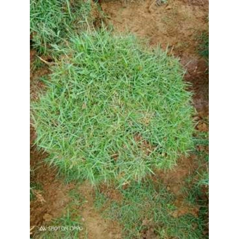 Jual rumput Jepang Segar / rumput peking diameter 15x15cm ( 1 lempeng ...