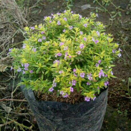 Jual Taiwan Beauty Rimbun | Shopee Indonesia