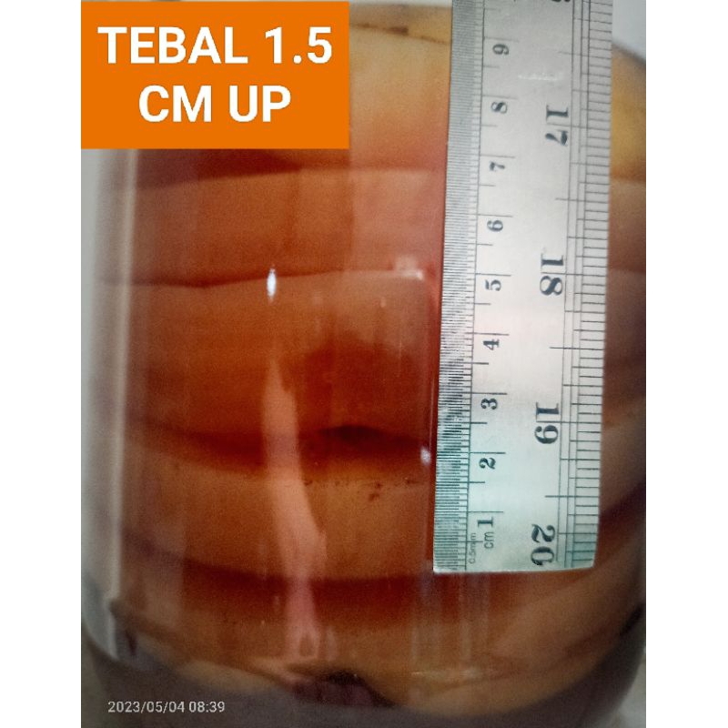 Jual Bibit Scoby Kombucha Jamur Dipo Asli Organik Tebal 1.5 cm up ...