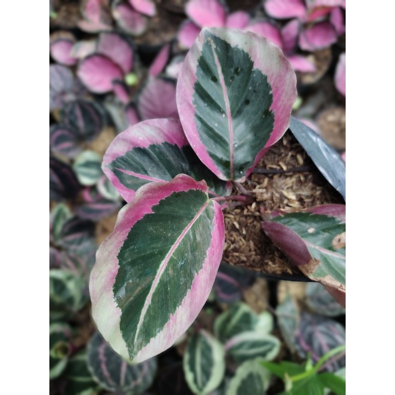 Jual Calathea cynthia/ Calathea Cintya / Calathea Sintia | Shopee Indonesia