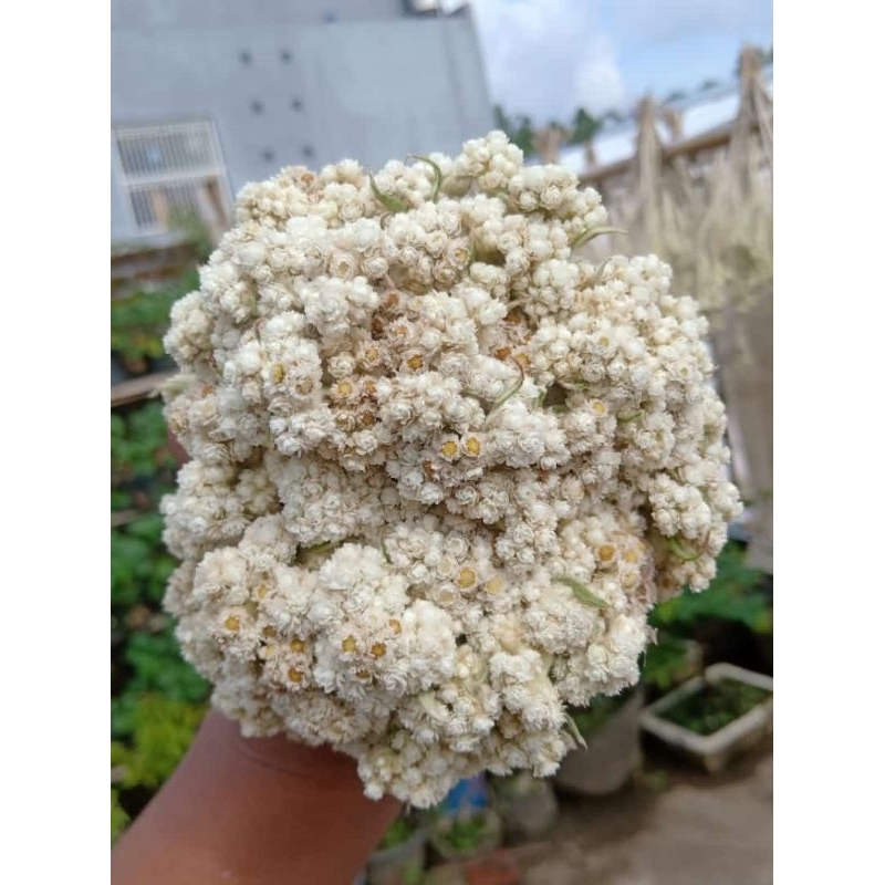 Jual EDELWEIS JENIS BROMO PUTIH IKAT BESAR & SEDANG | Shopee Indonesia