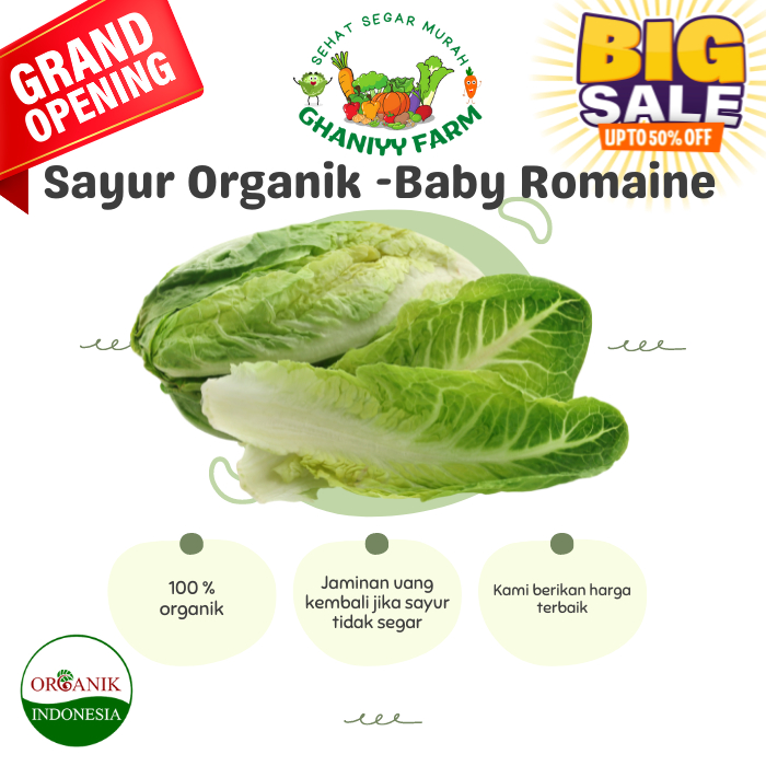 Jual Sayur Organik Lettuce Selada Romaine Sehat Murah Fresh Segar ...