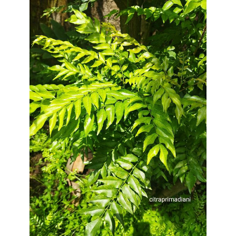 Jual DAUN KARI - DAUN KARE - DAUN TEMURUI - DAUN SALAM KOJA | Shopee ...