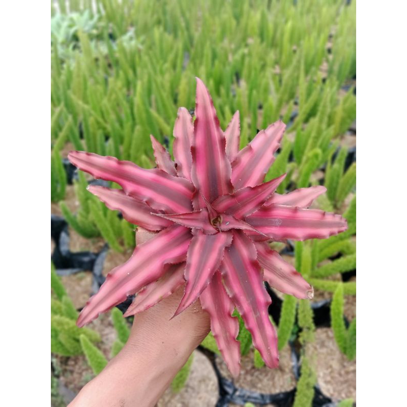 Jual Tanaman bromelia cryptantus red ruby, cryptantus merah | Shopee ...