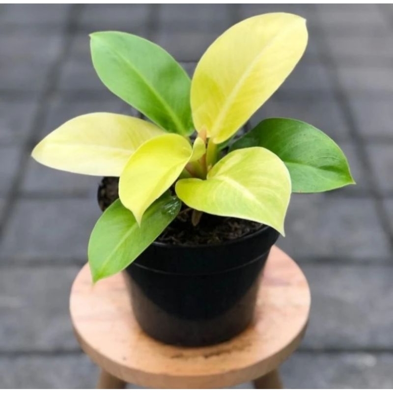 Jual tanaman phillo moon laight pilow lemon plus pot | Shopee Indonesia