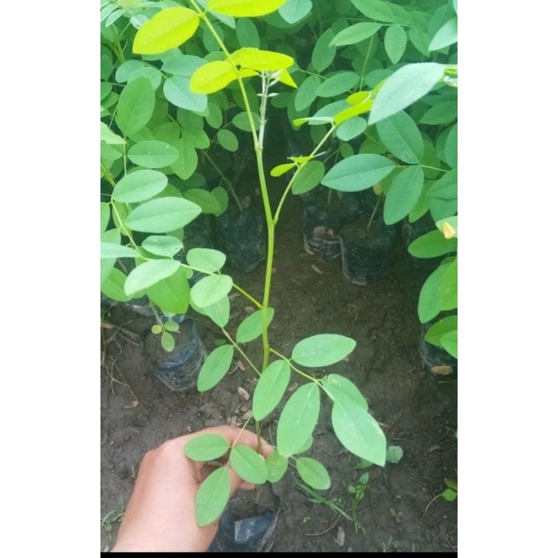 Jual bibit tanaman daun indigovera grosir pakan ternak | Shopee Indonesia