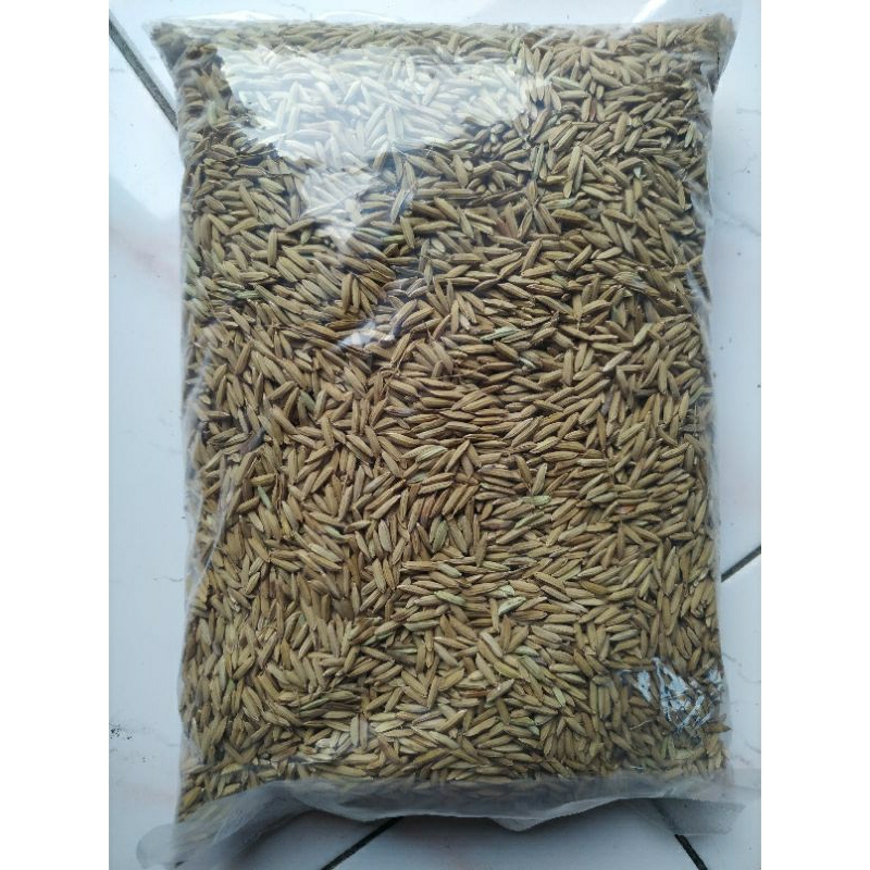 Jual benih padi beras merah 1kg | Shopee Indonesia