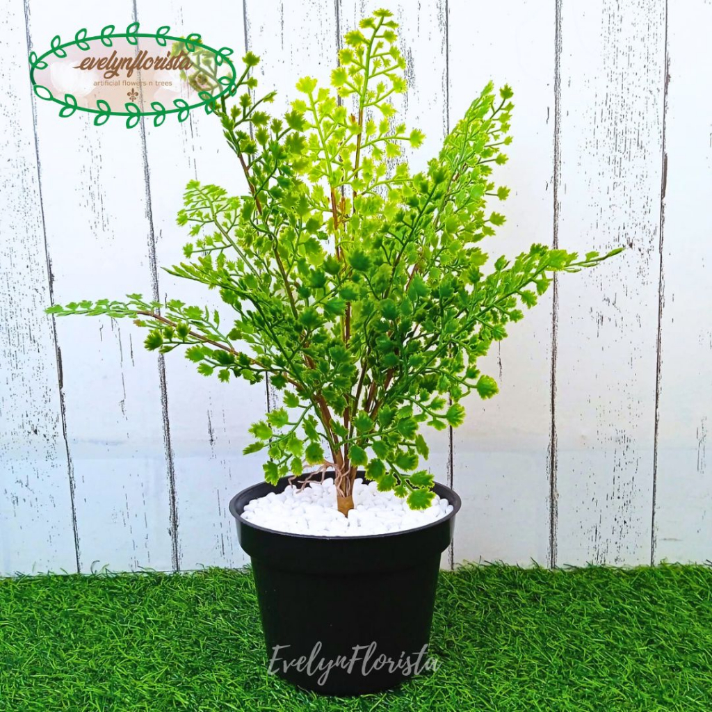 Jual Tanaman Plastik Daun Tapak Pari X1 Latex Artificial Pot Dasar ...