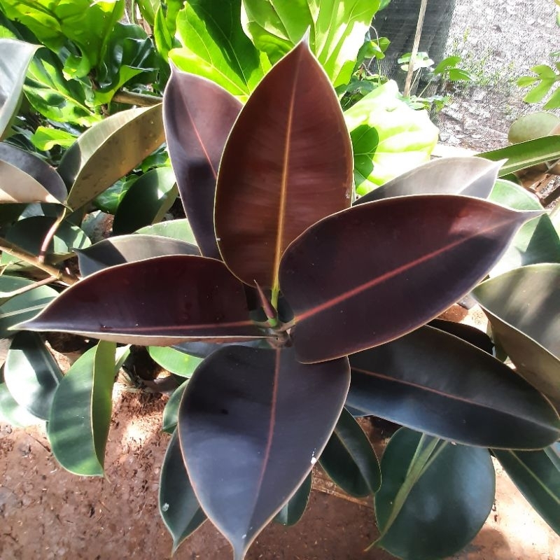 Jual RUBBER PLANT tanaman hias ficus elastica ruby red pohon karet kebo ...