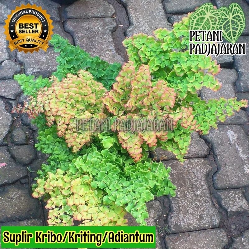 Jual Tanaman Hias Suplir Kribo - Suplir Kriting (Adiantum) | Shopee ...