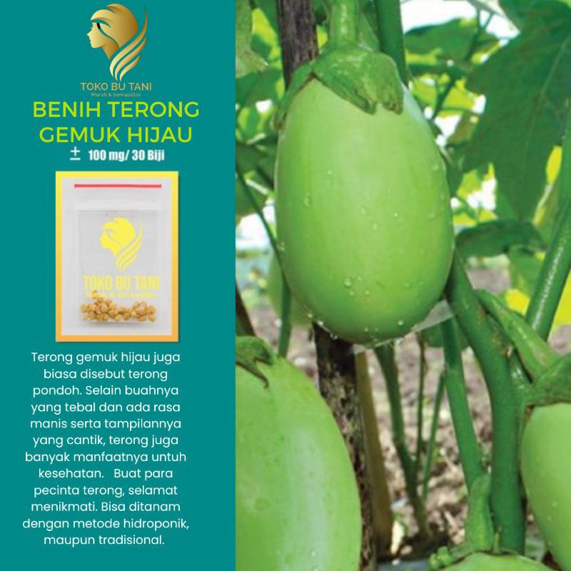 Jual BTN Benih Terong Hijau gemuk Bibit Sayuran Terong Pondoh Telur Ronggo Tanaman Sayur Bintang ...