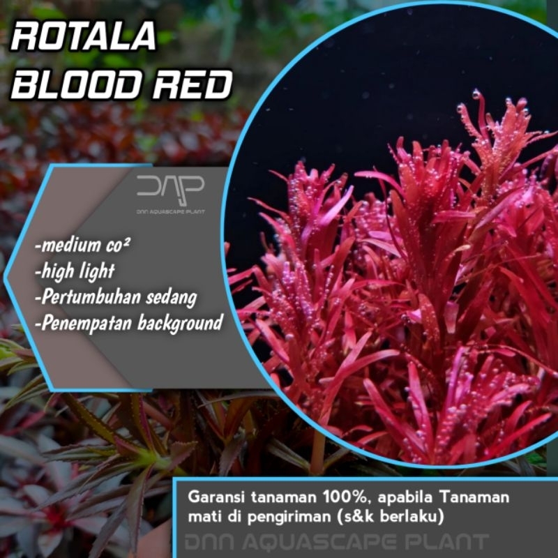 Jual Rotala blood red tanaman aquascape /stemp plant | Shopee Indonesia
