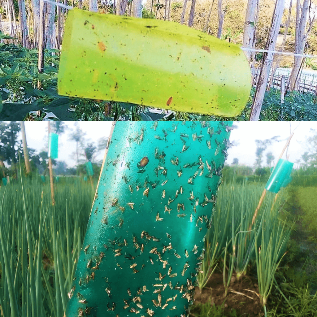 Jual SPIDER INSECT TRAP isi 20 Lembar Lem Perangkap Hama Kutu Kebul ...