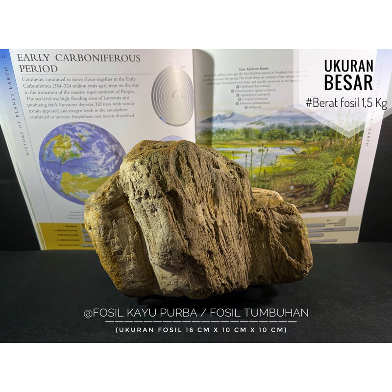 Jual Fosil Kayu Semi Crystal C48 atau Fosil Tumbuhan Paleozoic atau ...