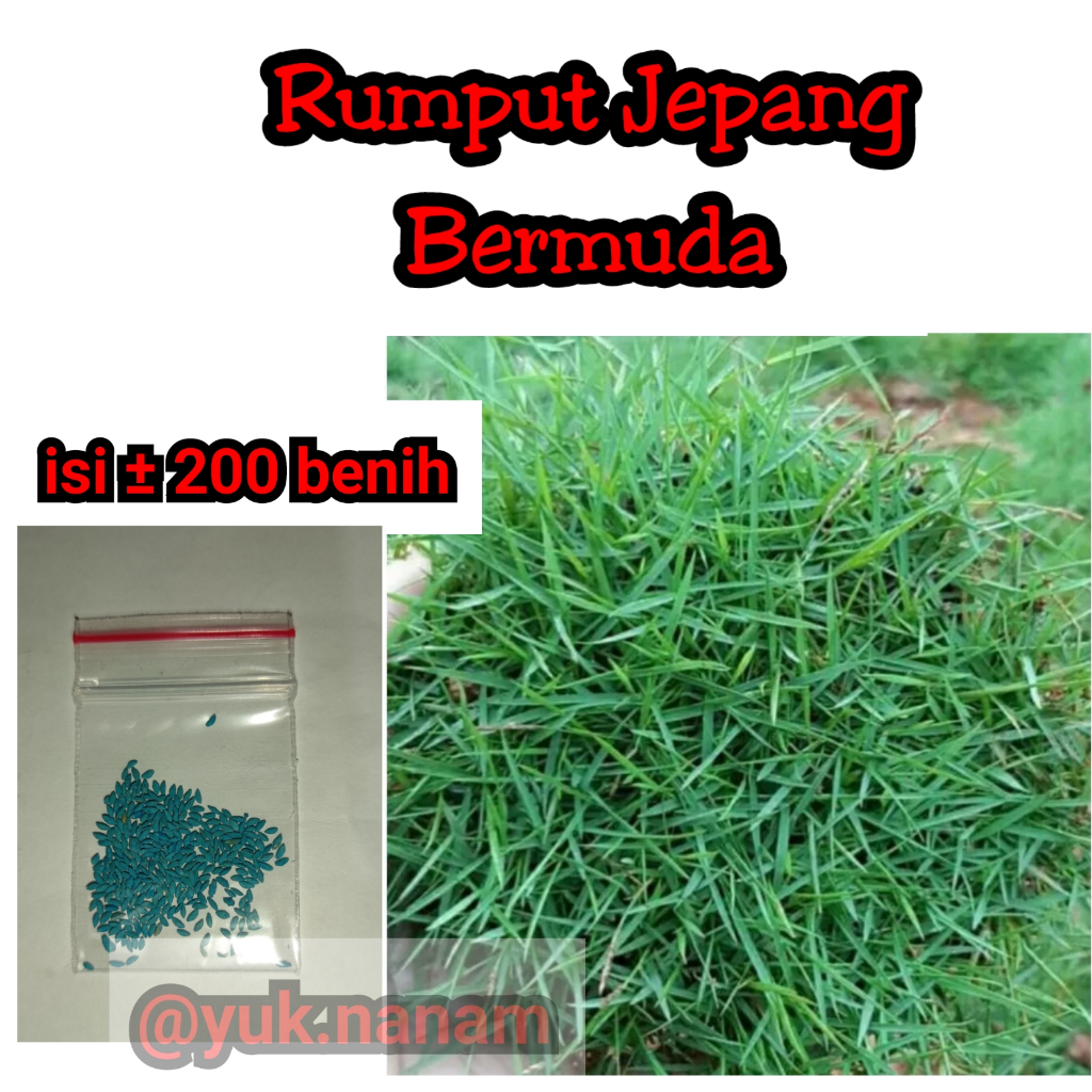 Jual 200 Benih Rumput Jepang Bermuda Grass Seed Standar Golf Import F1 ...