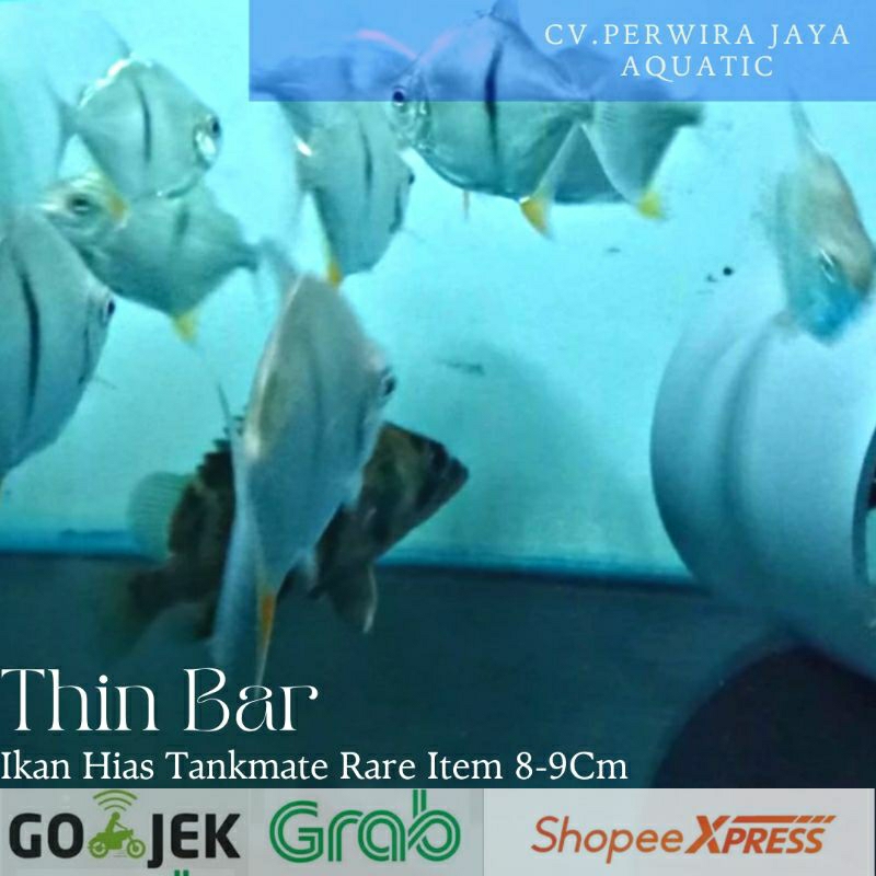 Jual Thin Bar Tankmate Hiasan Aquarium dan Paludarium | Shopee Indonesia