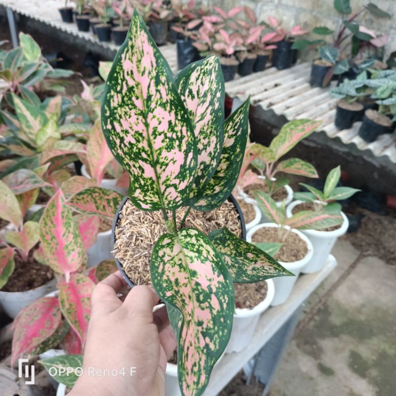 Jual Bunga Aglonema lady Cristin mirip lady v.beli 5 harga 25 ribuan ...