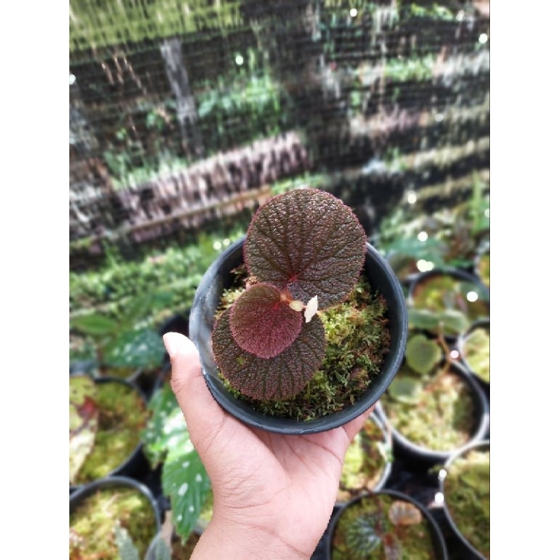 Jual begonia baik/begonia sp/tanaman begonia | Shopee Indonesia