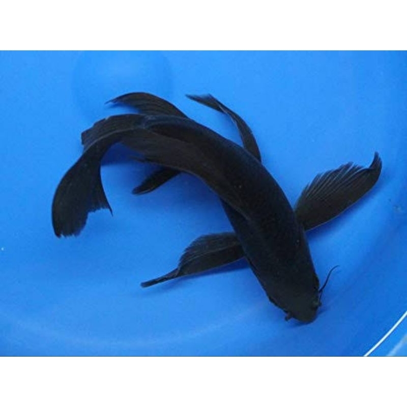 Jual karasu slayer koi / kumpay karasu | Shopee Indonesia