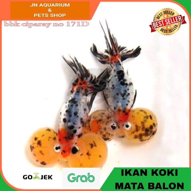 Jual IKAN HIASA BABY KOKI MATA BALON / IKAN MAS KOKI BUBBLE EYE ...