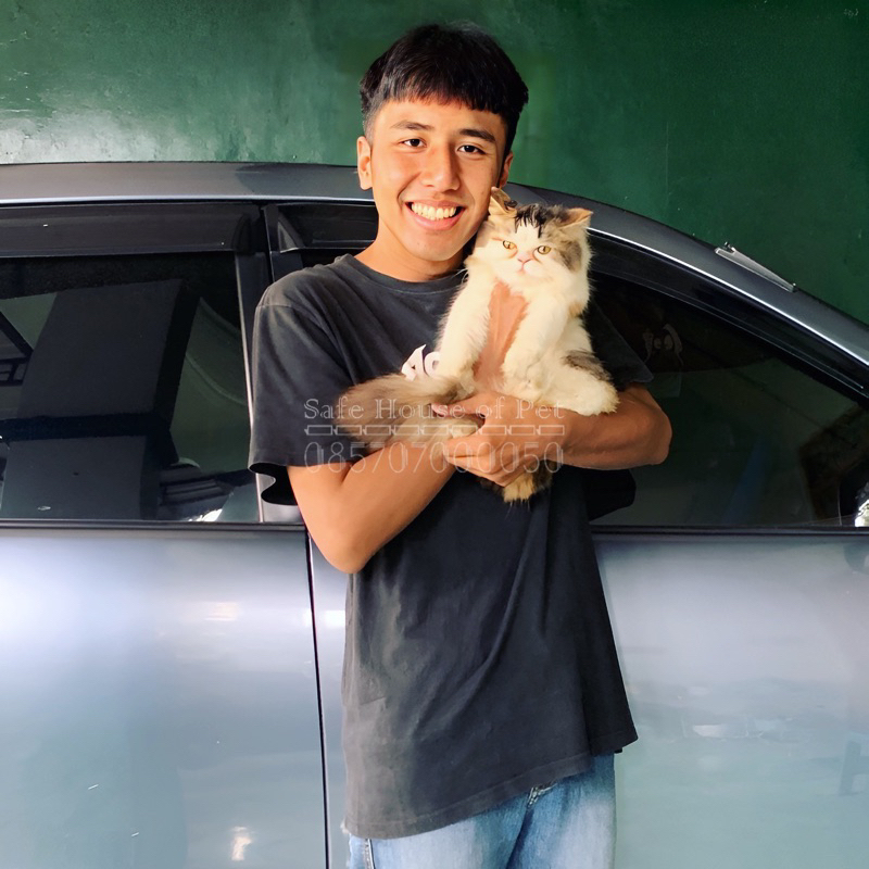 Jual #2 - Kitten / Anak Kucing - Anggora / Persia / Medium / Flatnose ...