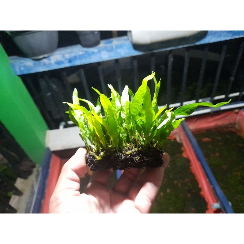 Jual tanaman aquascape kadaka java fern media pakis lempeng | Shopee ...