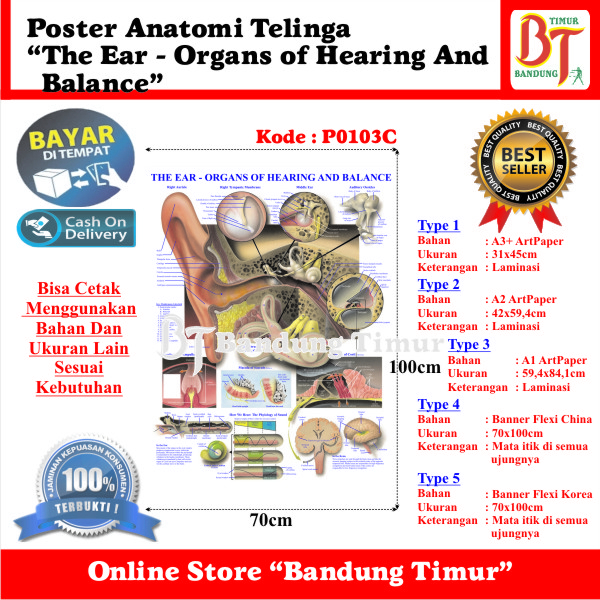 Jual POSTER ANATOMI TELINGA - THE EAR ORGANS OF HEARING AND BALANCE ...