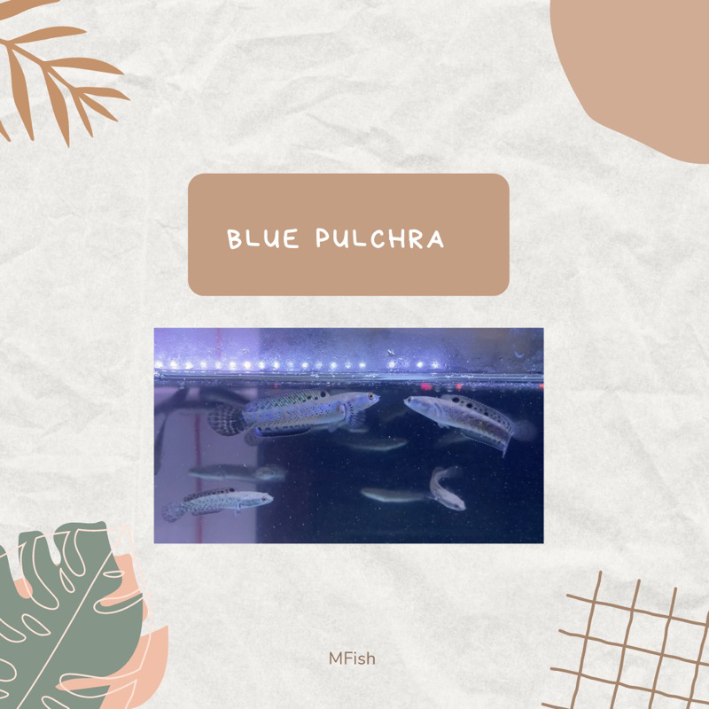 Jual Stiker channa blue pulchra || Baca deskripsi | Shopee Indonesia