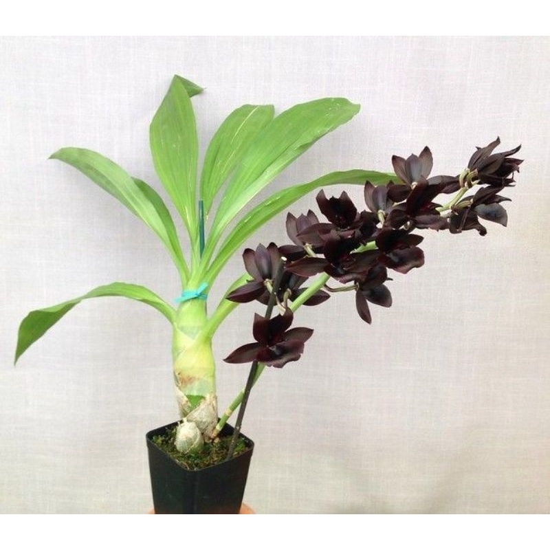Jual Anggrek Eria Catasetum ( Millennium Magic ) | Shopee Indonesia