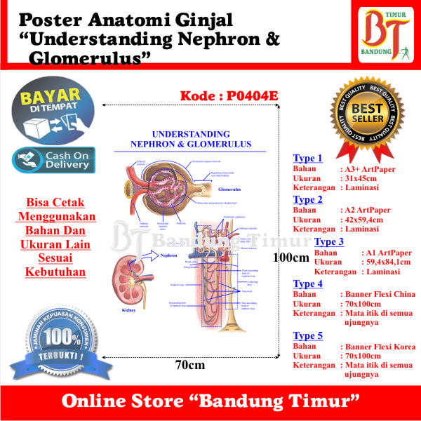 Jual POSTER ANATOMI GINJAL - UNDERSTANDING NEPHRON & GLOMERULUS ...