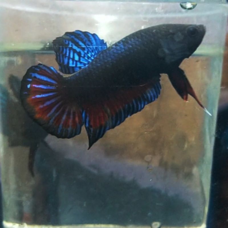 Jual ikan cupang halfmoon & bagan ( bettafish) | Shopee Indonesia