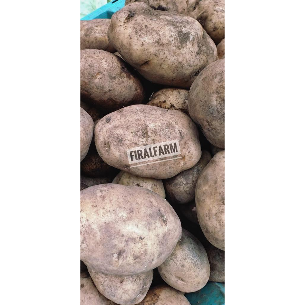 Jual Kentang dieng Super (1Kg) | Shopee Indonesia